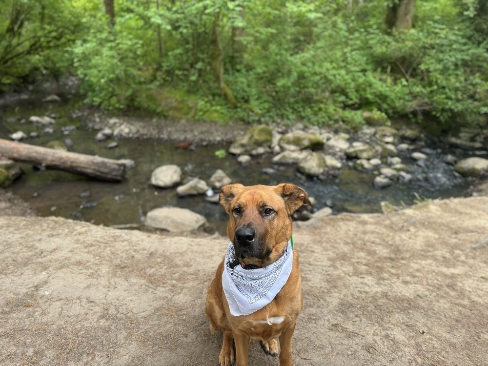 LOWAMI HART WOODS NATURAL AREA - Updated May 2025 - 25 Photos - 14895 ...