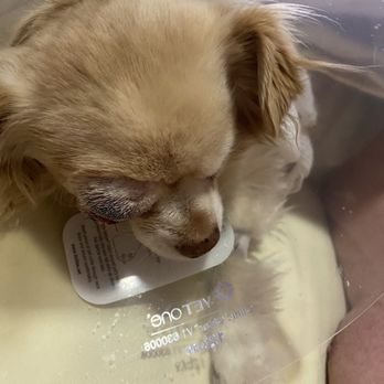 WHEAT RIDGE ANIMAL HOSPITAL - Updated July 2025 - 49 Photos & 409 ...