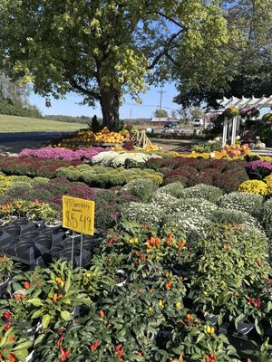 BROWN’S FAMILY FARM MARKET - Updated December 2025 - 63 Photos & 13 ...