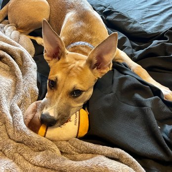 DENTON VETERINARY CENTER - Updated October 2025 - 51 Photos & 55 ...