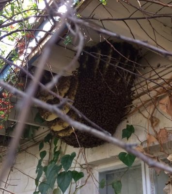 ASAP BEE REMOVAL - Updated May 2024 - 47 Photos & 87 Reviews - 1202 W ...