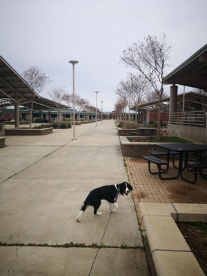 DIXON HIGH SCHOOL - Updated October 2025 - 33 Photos - 555 College Way ...