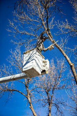 KING TREE SERVICE - Updated November 2024 - 33 Photos & 24 Reviews ...