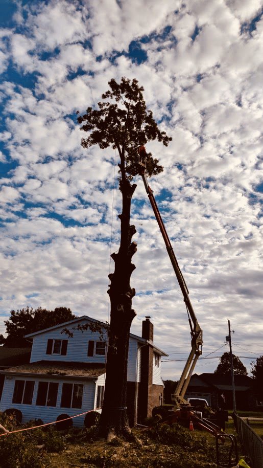 HIGH IMPACT TREE SERVICES - Updated November 2025 - 222 Bank Ln SW, New ...