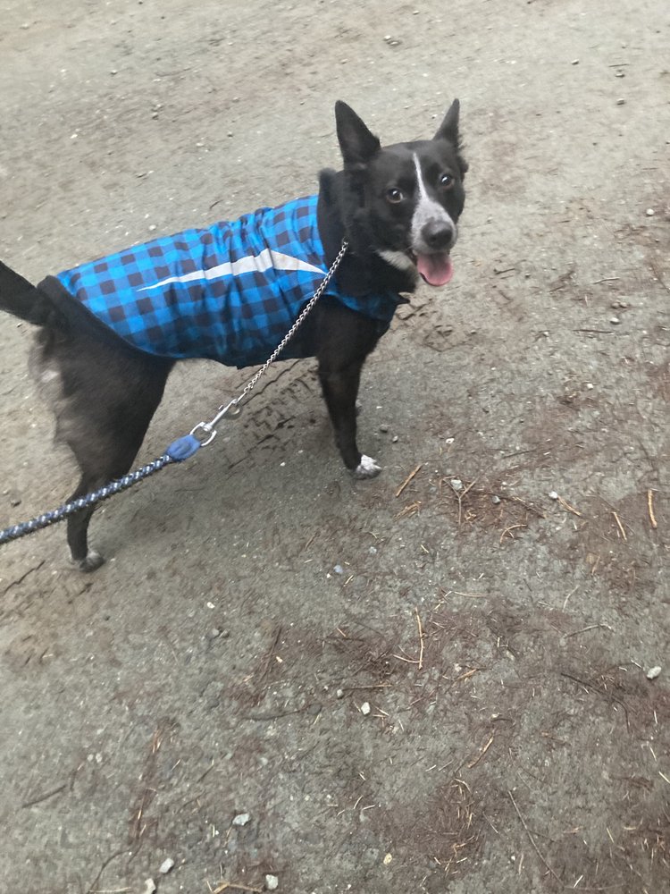 MARY’S PET SITTING - Updated January 2025 - 34 Photos & 12 Reviews ...