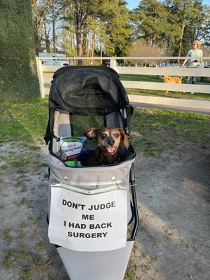 SOUTHEAST VETERINARY NEUROLOGY - Updated September 2025 - 1124 ...