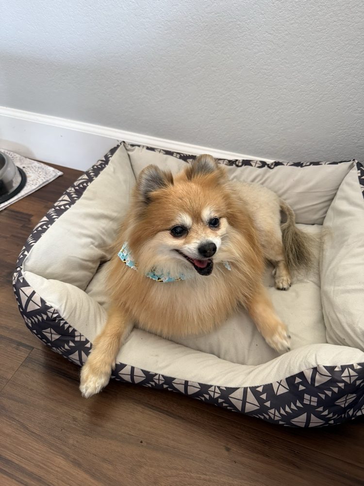 SPOILED ROTTEN MOBILE PET GROOMING - Updated April 2025 - 34 Photos ...