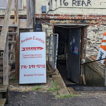 AVALON EXOTICS - Updated December 2025 - 62 Photos & 14 Reviews - 70 ...