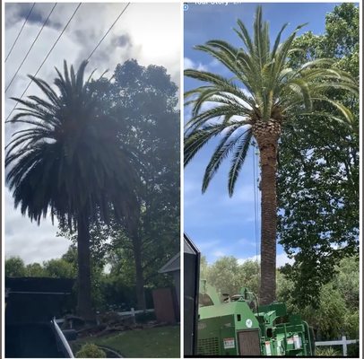 CAL-LINE TREE CARE - Updated February 2025 - 224 Photos & 321 Reviews ...