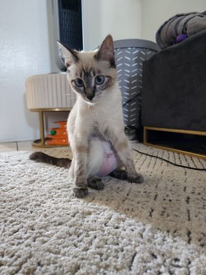 AMAZING SMALL ANIMAL PRACTICE - Updated August 2025 - 70 Photos & 154 ...