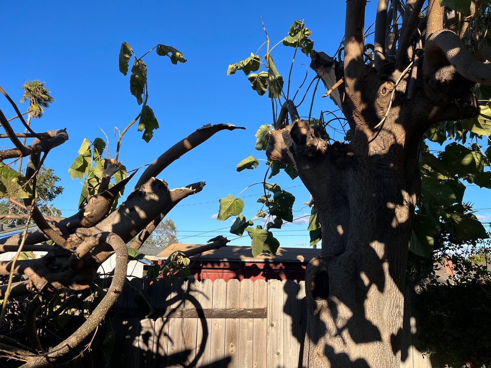 GEORGE’S TREE SERVICE - Updated July 2025 - 16 Photos & 17 Reviews ...