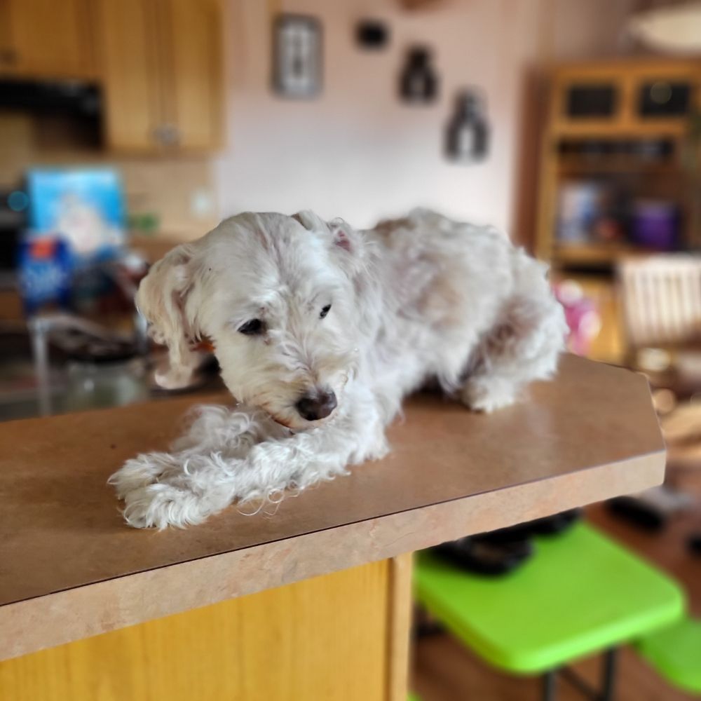 DOG LOVERS R US - Updated February 2025 - Request a Quote - 34 Photos ...