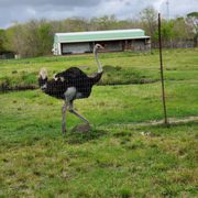 BAYOU WILDLIFE ZOO - 329 Photos & 121 Reviews - Zoos - 5050 FM 517 ...