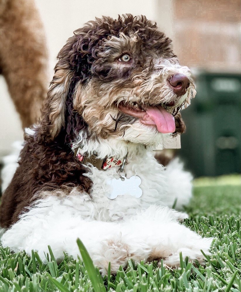 SNICKERSDOODLES - Updated August 2025 - 69 Photos & 37 Reviews - Weir ...