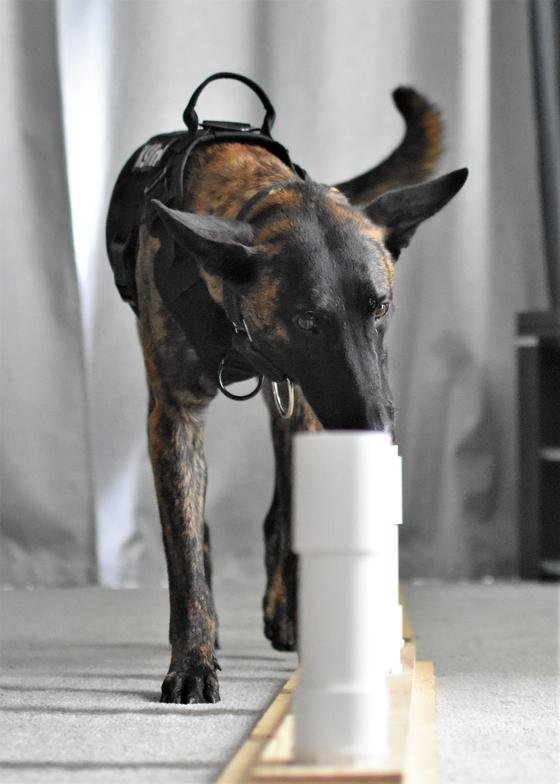 ELITE K9 BED BUG HUNTERS - Updated August 2025 - Richmond, Virginia ...