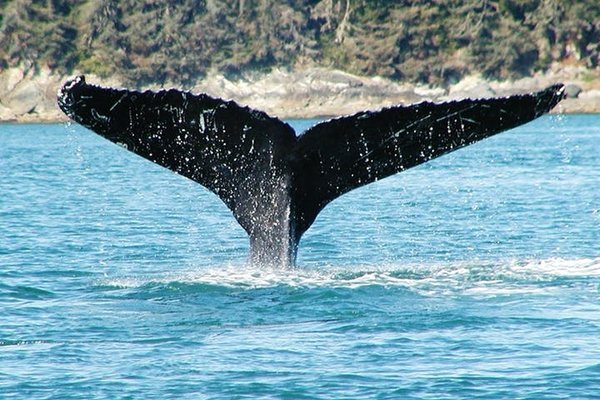 DOLPHIN JET BOAT TOURS - Updated 05/2025 - 45 Photos & 94 Reviews ...