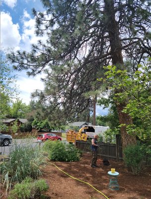 CENTRAL OREGON TREE EXPERTS - Updated March 2026 - 42 Photos & 50 ...
