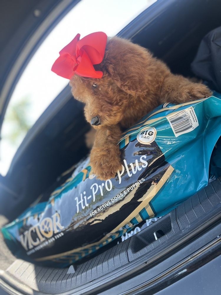 PAW FACTORY - Updated January 2026 - 13 Photos - 17532 Valley Blvd ...