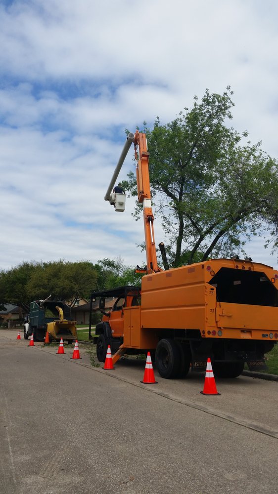 RUFUS TREE - Updated October 2025 - 12 Photos - 705 E Wellington St ...