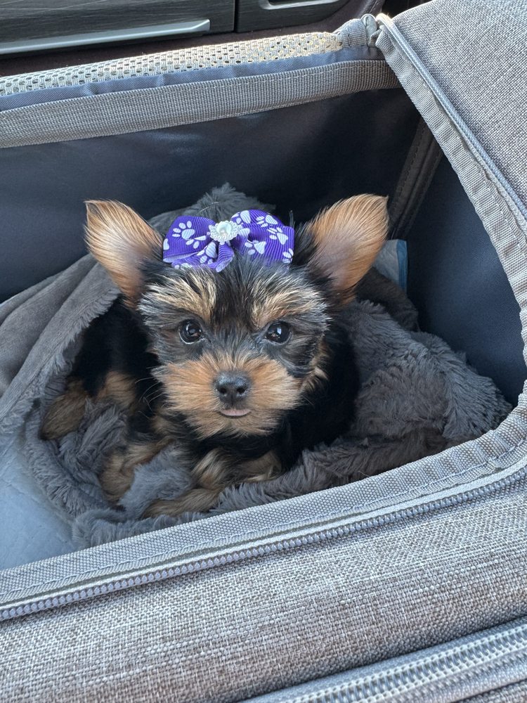 MAXINE PUPPIES - Updated December 2025 - 1686 80th St, Brooklyn, New ...