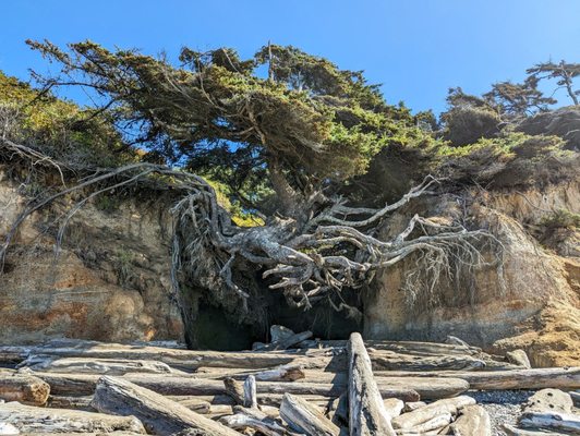 TREE OF LIFE - Updated September 2025 - 69 Photos & 26 Reviews - 101 ...