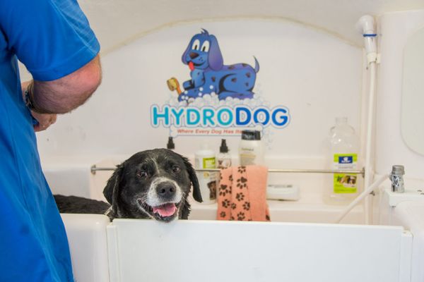 HYDRODOG - Updated January 2026 - West Springfield, Massachusetts - Pet ...