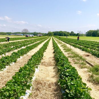 HALLOCK’S U-PICK FARM & GREENHOUSE - Updated December 2025 - 52 Photos ...