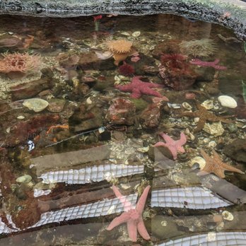 SEA DISCOVERY CENTER - Updated January 2026 - 81 Photos & 30 Reviews ...