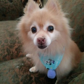 URBAN STYLE DOG - Updated March 2025 - 863 Photos & 75 Reviews - 7435 S ...