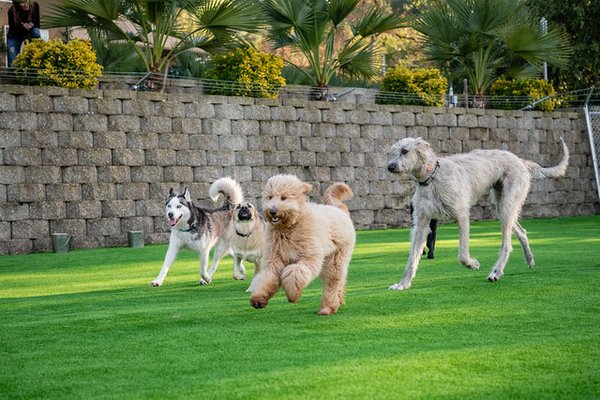 CLUB K9 - Updated October 2025 - 128 Photos & 131 Reviews - 5815 ...