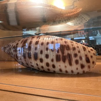 DISCOVERY SEASHELL MUSEUM - Updated October 2025 - 18 Photos - 2721 ...