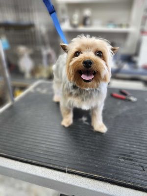 FOUR PAWS INN - Updated July 2025 - 1114 Photos & 228 Reviews - 3500 W ...