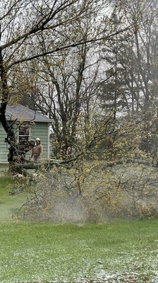 RED OAK TREE SERVICE - Updated January 2026 - 27 Photos & 22 Reviews ...