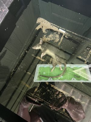 TRIGUARD PEST CONTROL - Updated August 2025 - 59 Photos & 382 Reviews ...