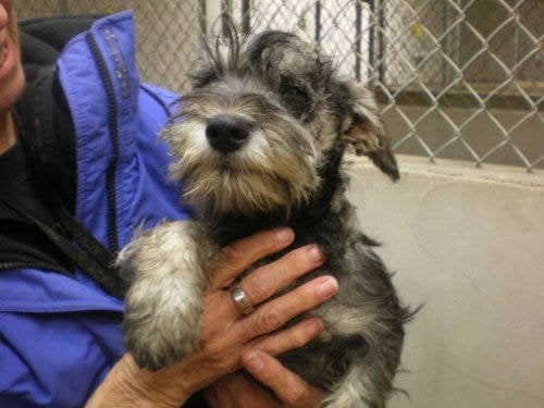 Los Banos Animal Shelter