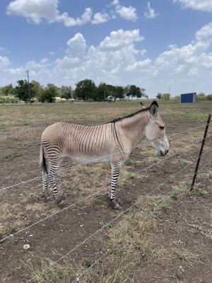 JANDA EXOTICS ANIMAL RANCH - Updated October 2025 - 34 Photos - 910 ...