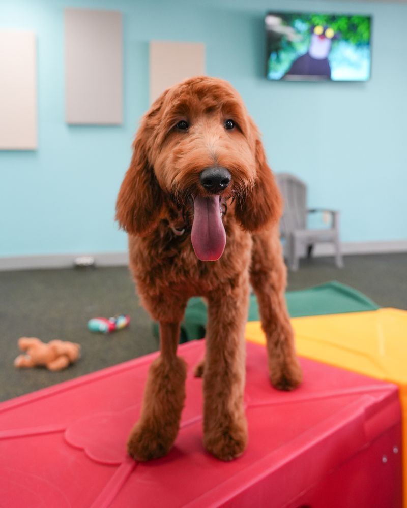 THE BARK PARK - Updated September 2025 - 11 Photos - 4500 Montevallo Rd ...