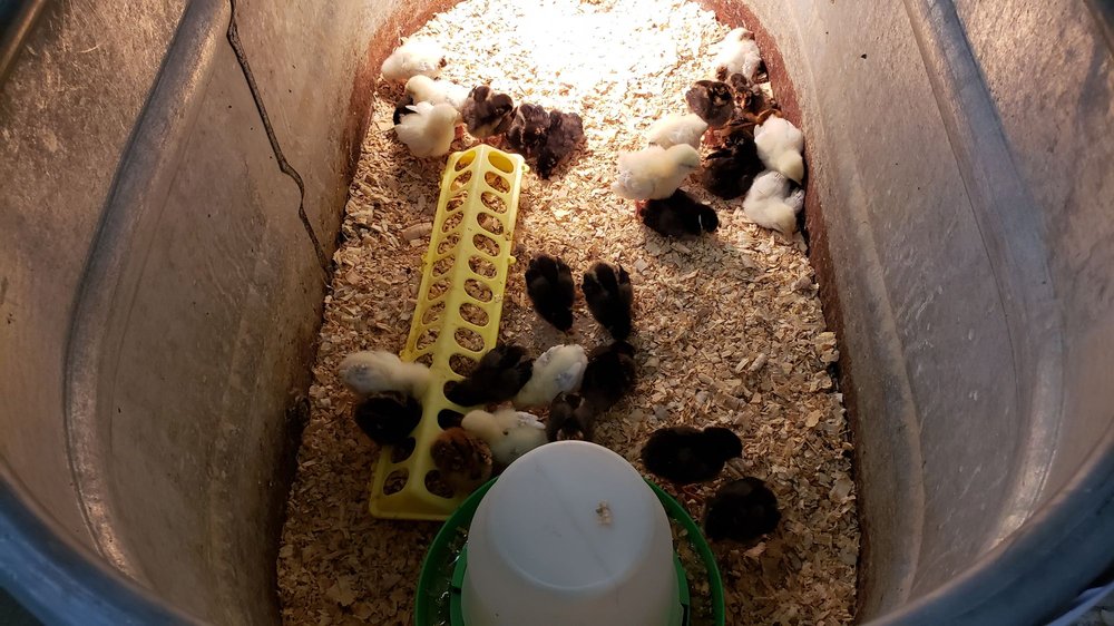 AGWAY WEST YORK - Updated November 2025 - 12 Photos - 2650 W Market St ...