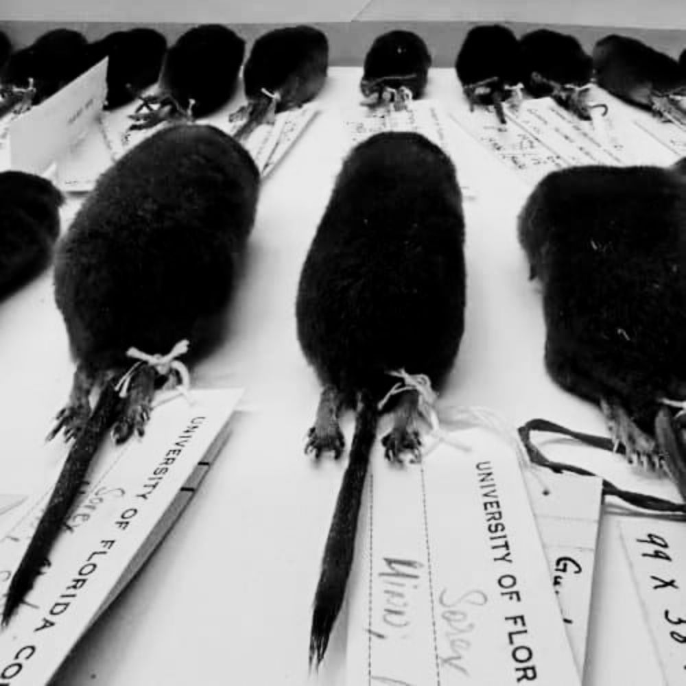 RAT ’EM OUT - Updated December 2025 - 36 Photos - San Diego, California ...