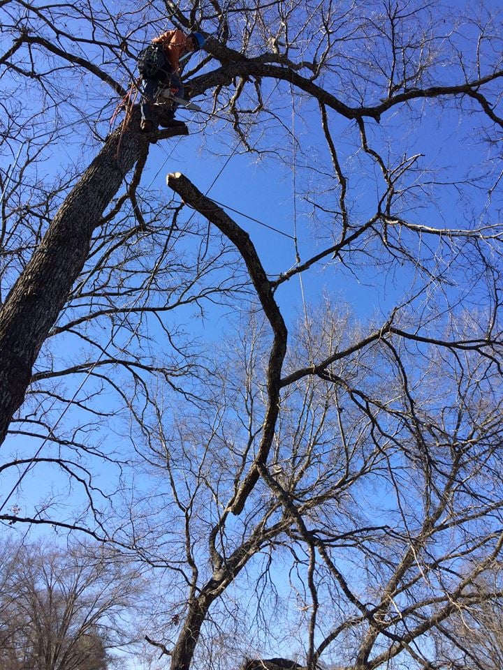 METROPOLITAN TREE - Updated December 2025 - Conway, Arkansas - Tree ...