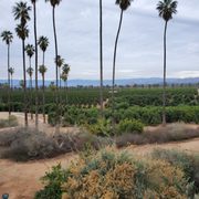 CALIFORNIA CITRUS STATE HISTORIC PARK - 593 Photos & 122 Reviews ...