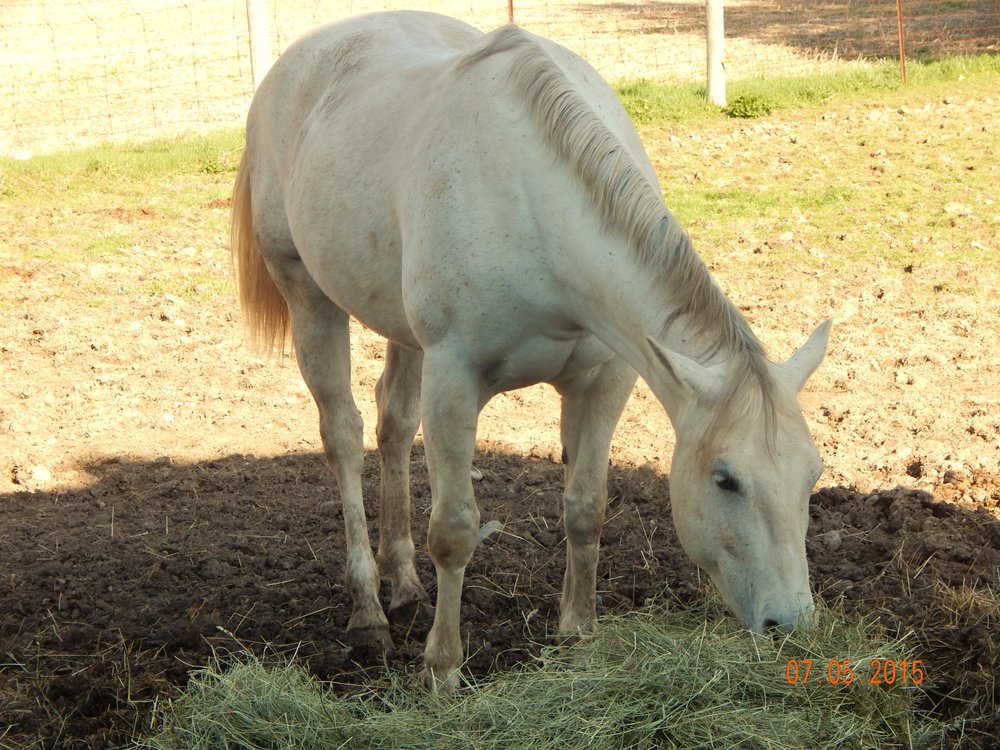 PINE HOLLOW STABLES - 1738 Clyde Road, Cambridge, Ontario - Horse ...