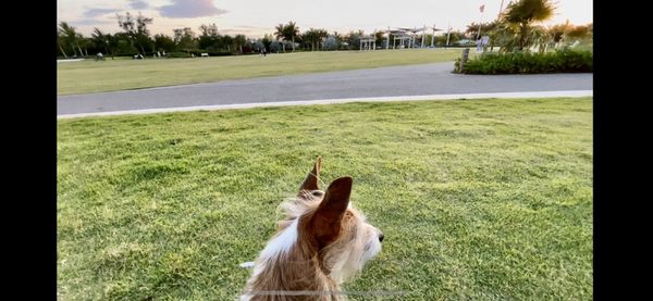 NAPLES DOG PARK - Updated May 2026 - 53 Photos & 39 Reviews - Naples ...