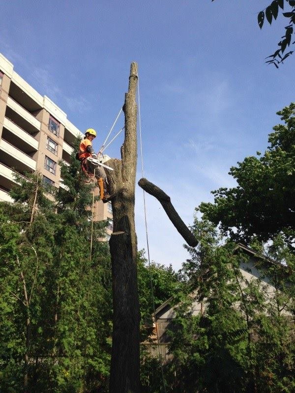 FOSTER TREE CARE - Updated August 2025 - Request a Quote - 47 Isabella ...