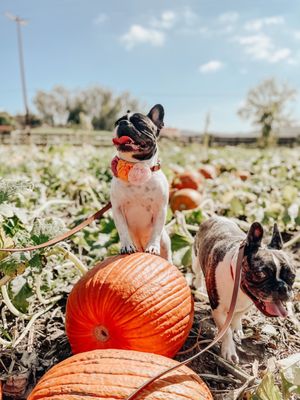 BATES NUT FARM - Updated August 2025 - 1841 Photos & 531 Reviews ...