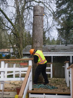 ARBOR PRO TREE EXPERTS - Updated October 2025 - 40 Photos & 31 Reviews ...