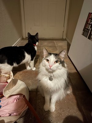 AUSTIN HUMANE SOCIETY - Updated August 2025 - 125 Photos & 119 Reviews ...