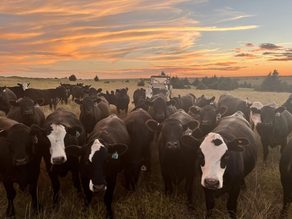 MEITLER CATTLE COMPANY - 1237 N 13th Rd, Lucas, Kansas - Ranches ...