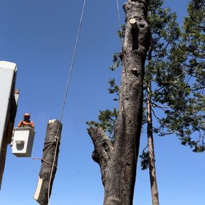 MASTER TREE SERVICES - 188 Photos & 178 Reviews - Escondido, California ...