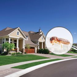 ROSE PEST SOLUTIONS - 39 Photos & 133 Reviews - Pest Control - 1809 W ...